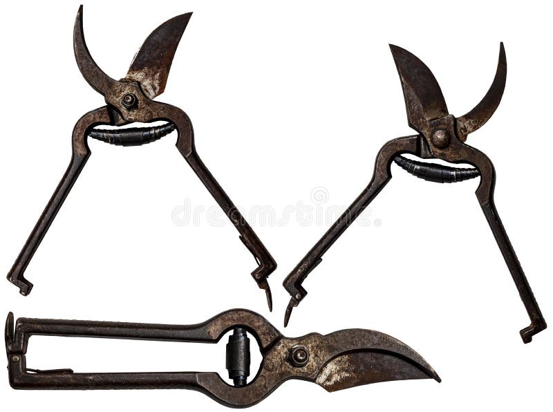 Hedge Isolated on White Background Stock Image - Image of agriculture ...