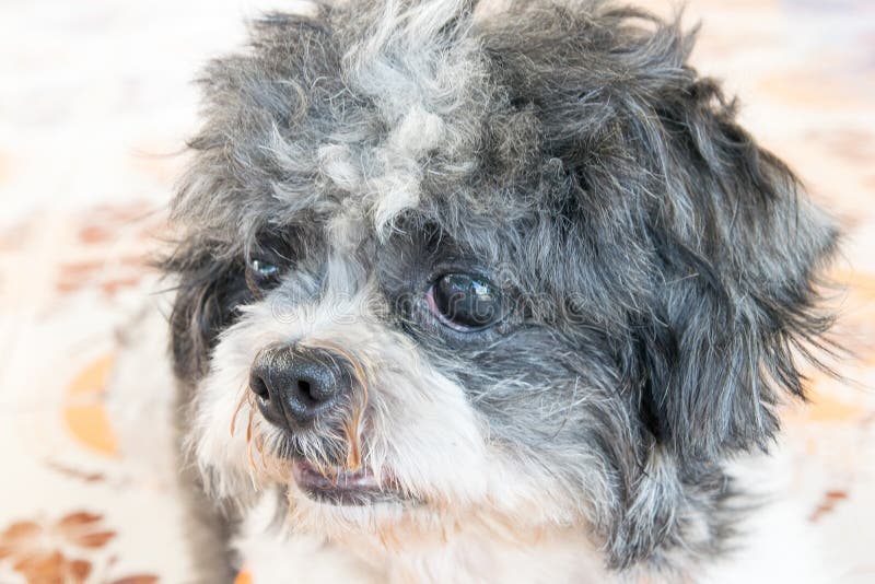 Close Up Old Shih Tzu Dog Face Stock Image - Image of face, gray: 54856009
