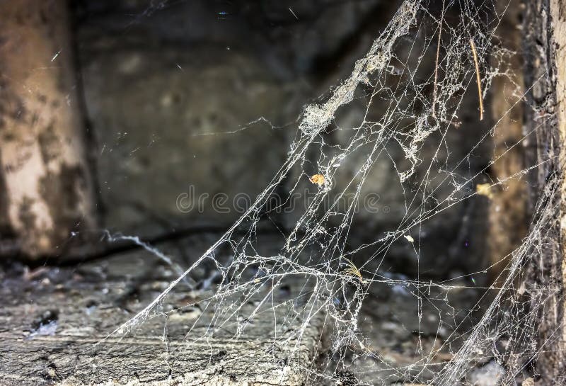 Close Up on Old Spider Cobweb Inside Garden Stock Photo - Image of ...