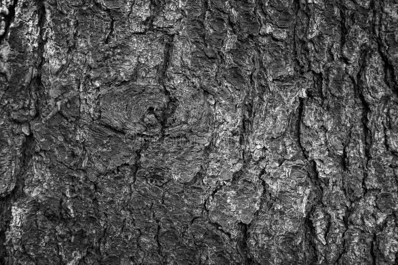 Closeup of spruce bark stock image. Image of detail - 105080759