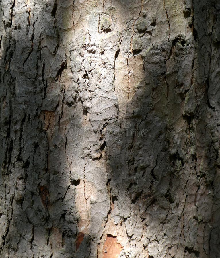 Close Up Old Tree Bark in Dappled Sunlight Stock Image - Image of ...