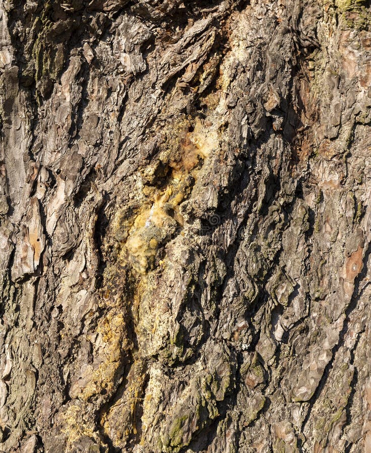 Close-up of an Old Tree Bark , Details of the Bark Stock Photo - Image ...