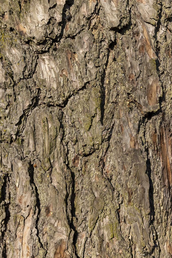 Close-up of an Old Tree Bark , Details of the Bark Stock Photo - Image ...