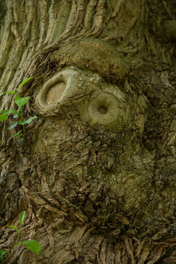 Close up of an old tree stock photo. Image of beautiful - 206556192