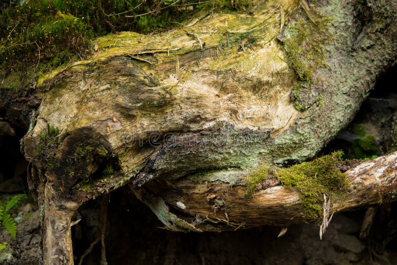 Close up of tree roots stock photo. Image of nature - 103198092