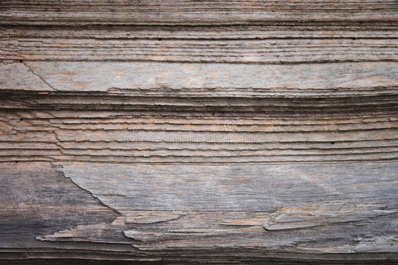 Close-up of an Old Tree, a Rough Tree Trunk Outdoors with Shavings ...