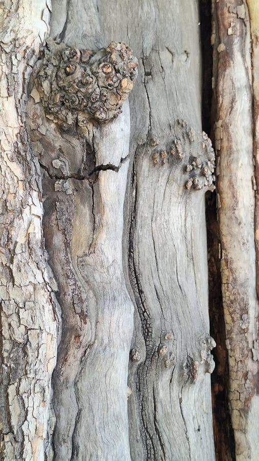 A Close-up of an Old Tree Showing the Texture of Its Trunk with Its ...