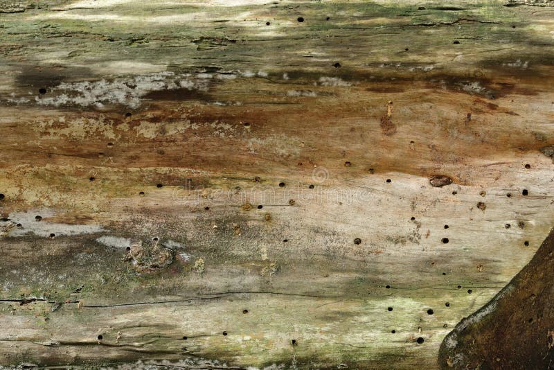 Old tree texture stock image. Image of wooden, natural - 200797193