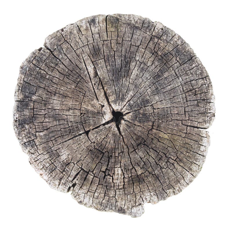 Close-up of Old Tree Trunk Isolated on White. Wood Structure ...