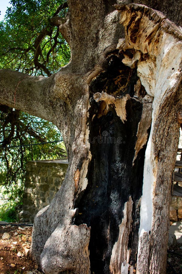 Tree Trunk Struck by Lightning Stock Photo - Image of lightning ...