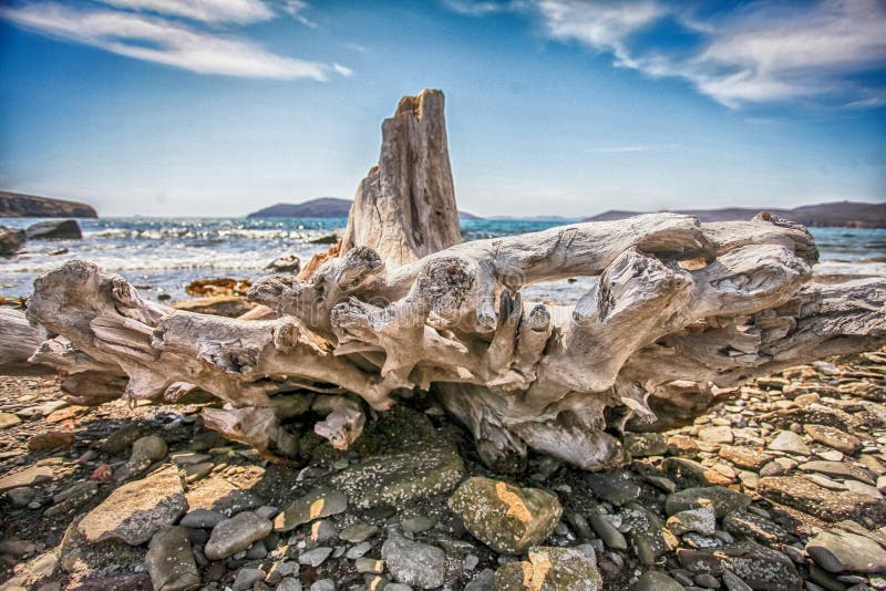 Close Up Old White Stump on Seashoe with Shingle in Selective Focus ...