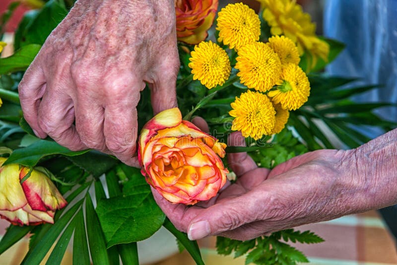 Close-up of Old Womans Hand Picking a Rose from a Bouquet of Flowers ...