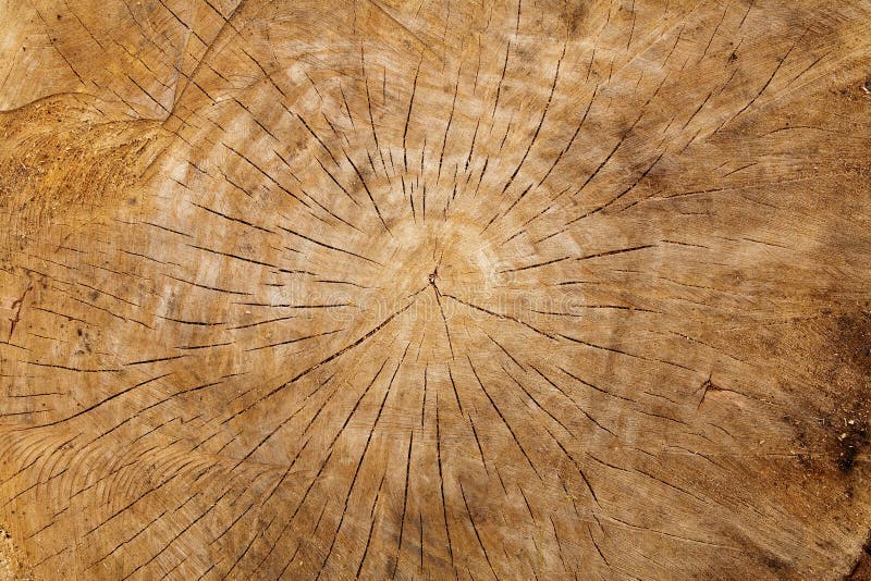 Close-up of old wood log stock image. Image of aged, radial - 14795299