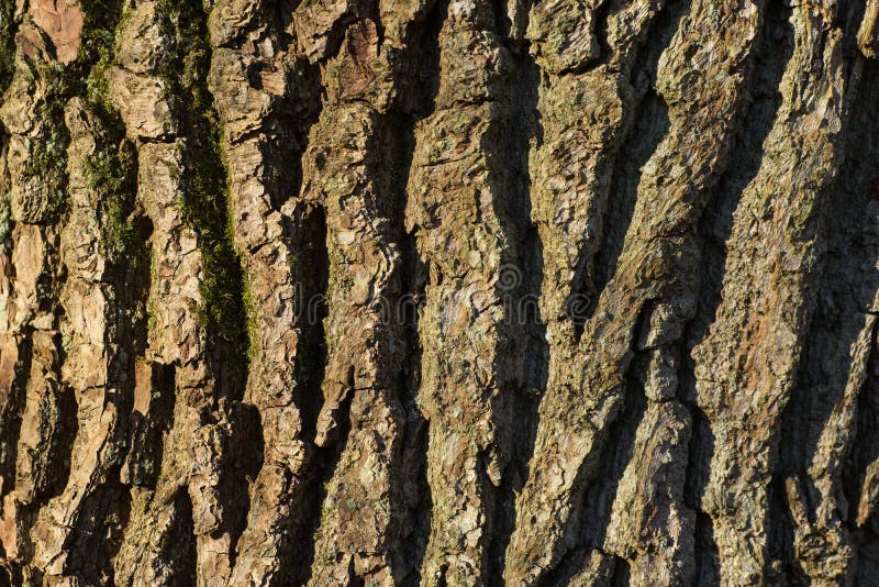 Close-up of Old Wood, Bark of Tree, Full Frame Stock Photo - Image of ...