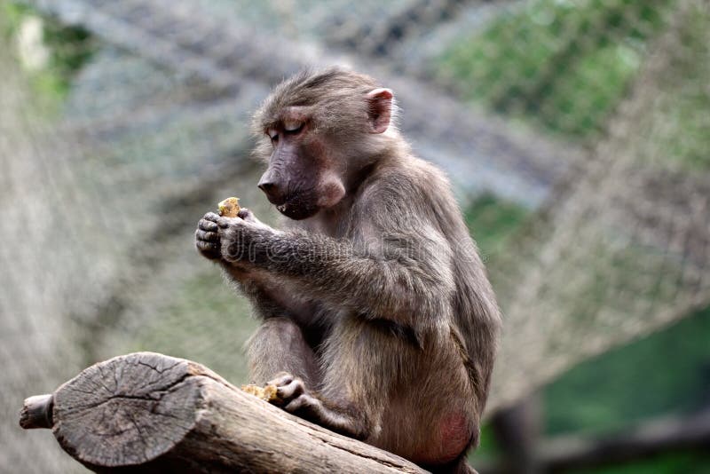 Hamadryas Baboon Pavian stock photo. Image of animal - 116409350