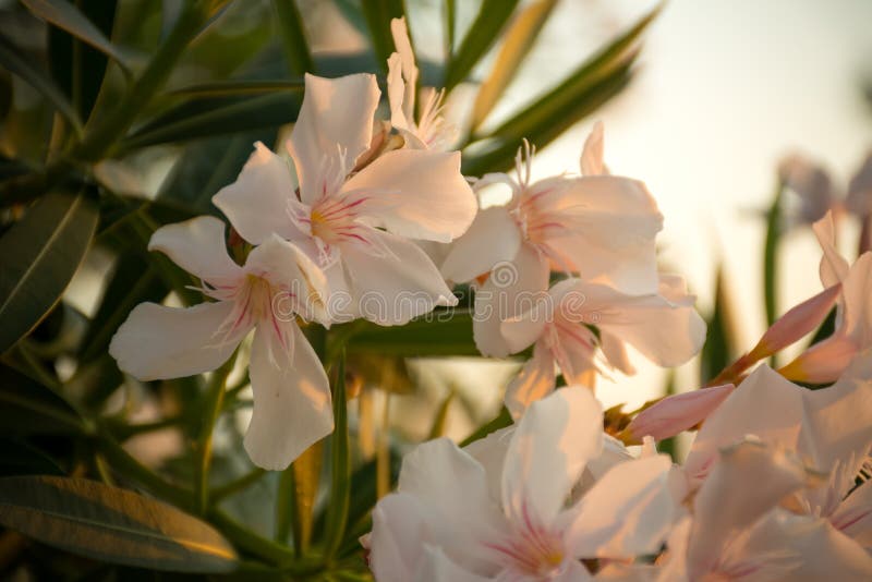 Nature Nerium Oleander ` Kaneru ` Flower of Sri Lanka Stock Photo ...