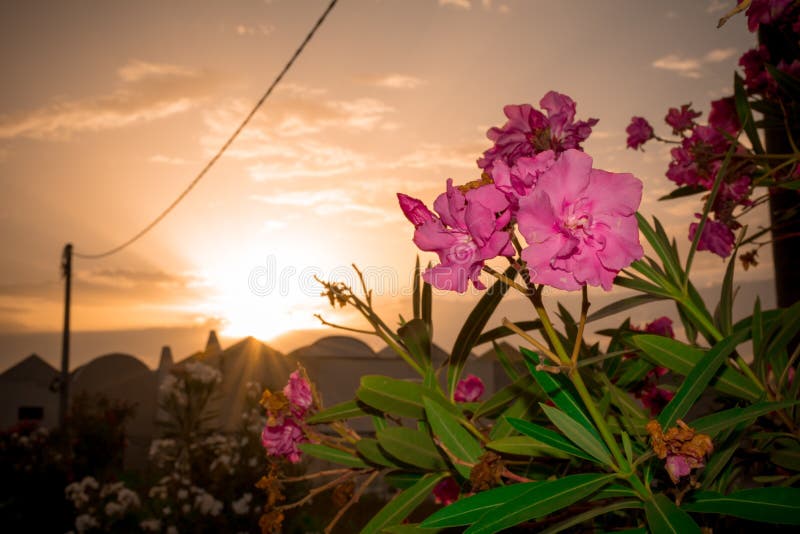 Nature Nerium Oleander ` Kaneru ` Flower of Sri Lanka Stock Photo ...