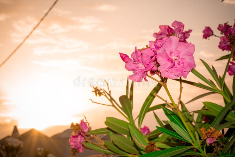 Nature Nerium Oleander ` Kaneru ` Flower of Sri Lanka Stock Photo ...