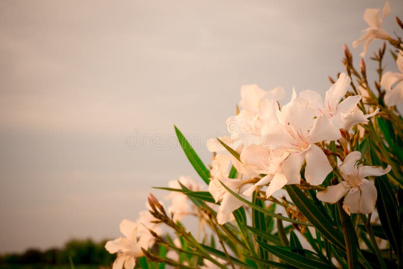 Nature Nerium Oleander ` Kaneru ` Flower of Sri Lanka Stock Photo ...