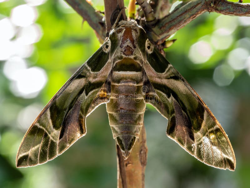 Close-up a Oleander Hawk-moth Perched on a Branch Stock Photo - Image ...