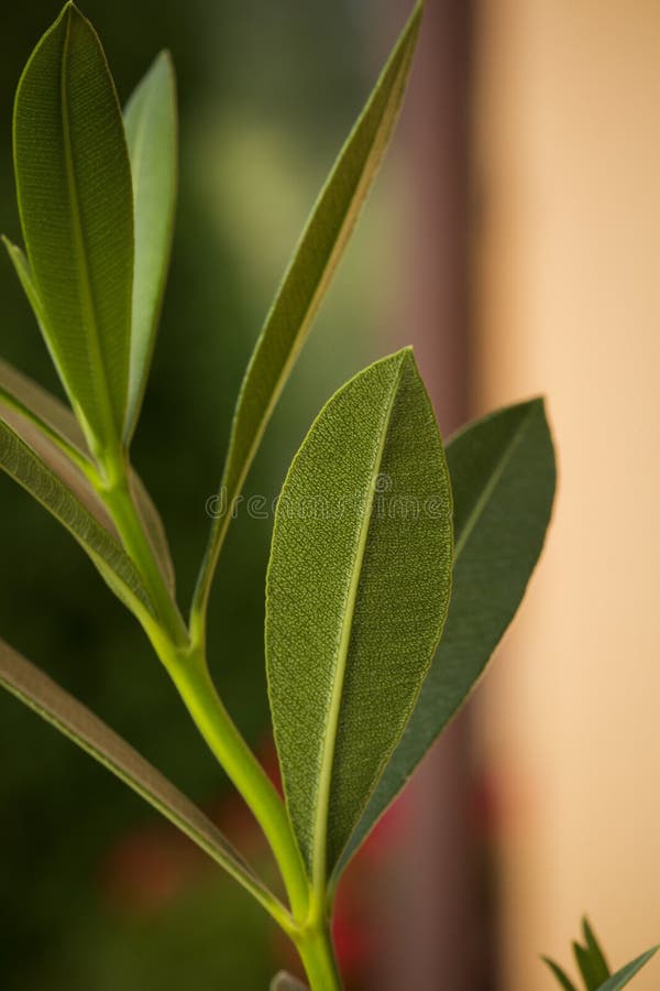 Close-up oleander leaf stock image. Image of blooming - 96509723