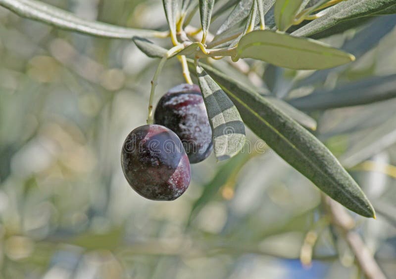 Close up of olive berry stock image. Image of close, tree - 76841029