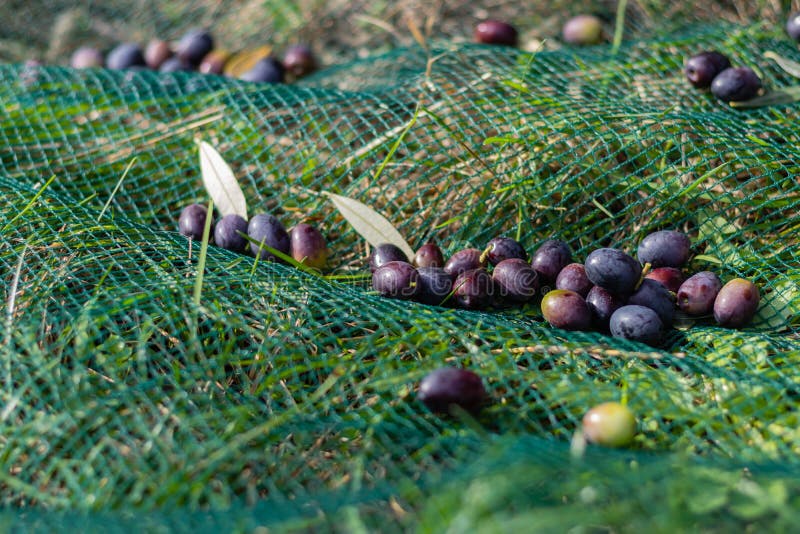 Close Up of a Olive Harvest Net with Olives in it. Stock Photo - Image ...