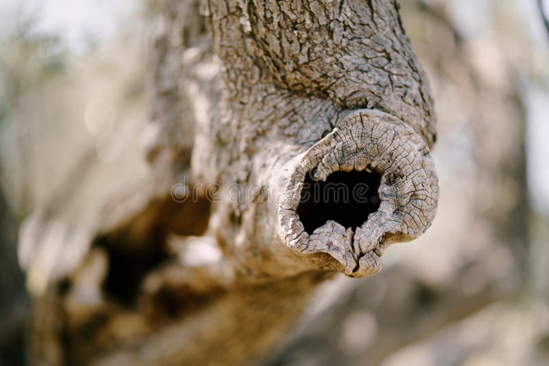 Close-up of the Olive Tree Branch with a Hollow Inside. Stock Photo ...
