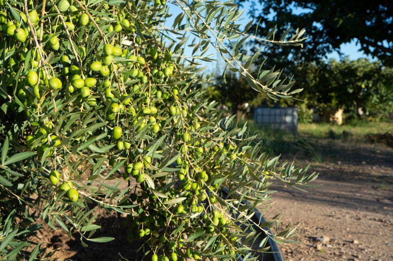 Close-up of an Olive Tree Loaded with Many Fruits in Full Development ...