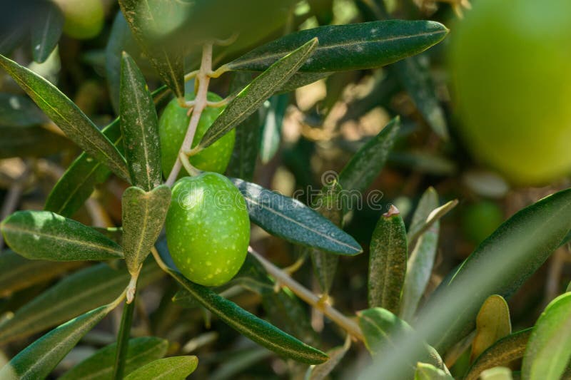 Close-Up of Olives Growing on Tree Stock Image - Image of farm, harvest ...