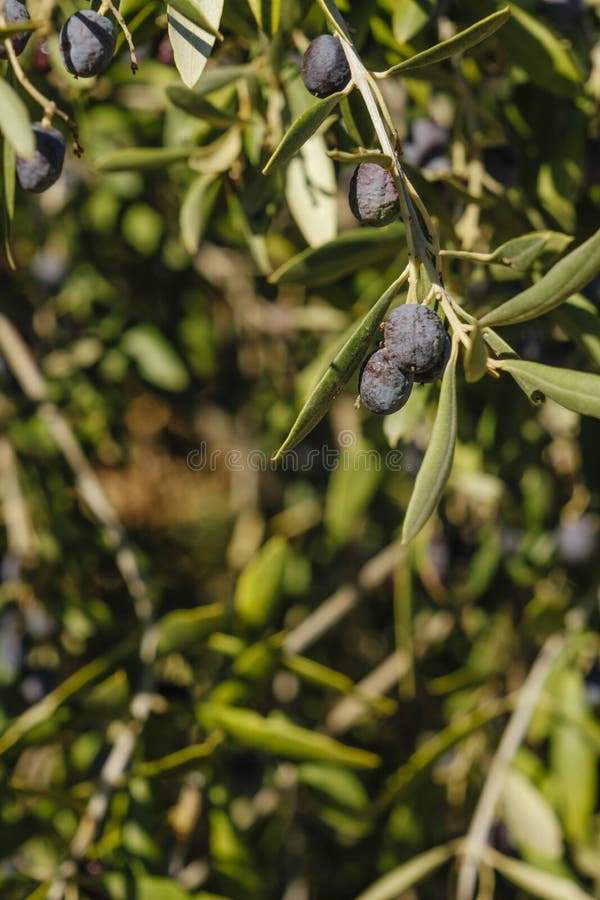 Close-up of Olives on an Olive Tree Stock Image - Image of ingredient ...