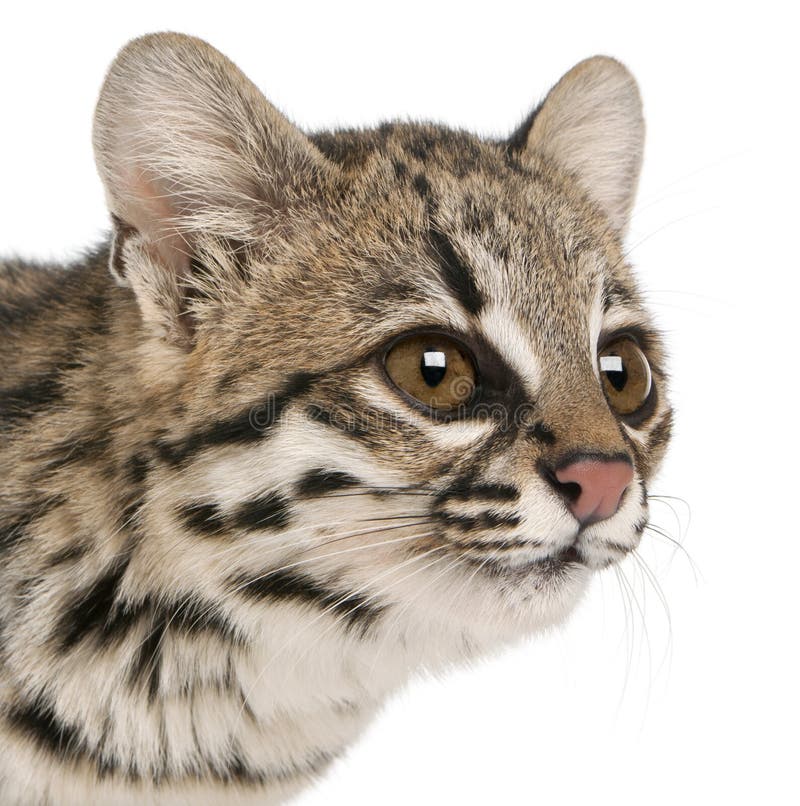 Oncilla stock photo. Image of spotted, tiger, nature - 31858754