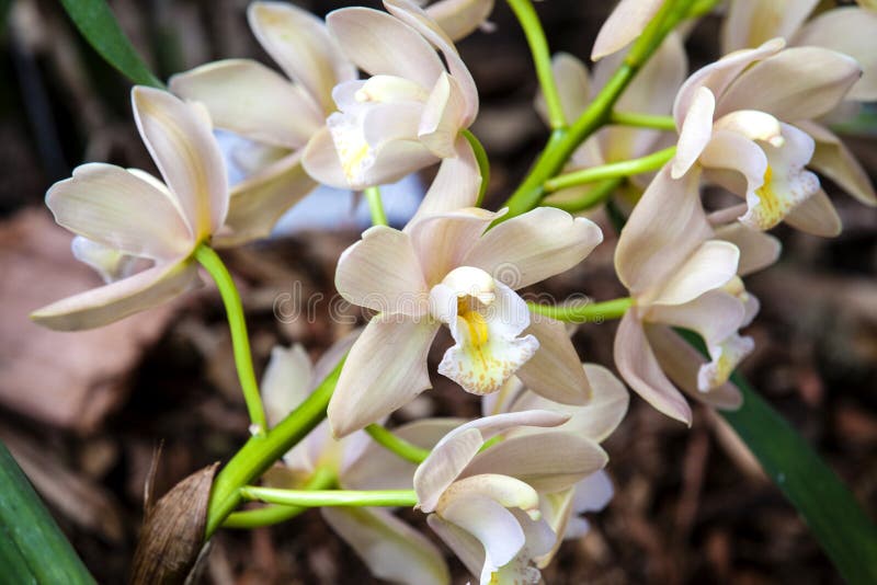 Close Up of One of the Beautiful Colombian Orchids Stock Photo - Image ...