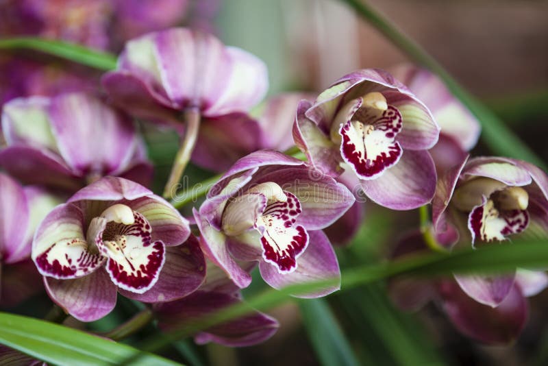 Close Up of One of the Beautiful Colombian Orchids Stock Photo - Image ...