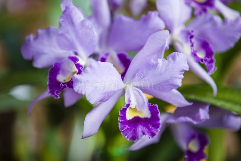 Close Up of One of the Beautiful Colombian Orchids Stock Photo - Image ...