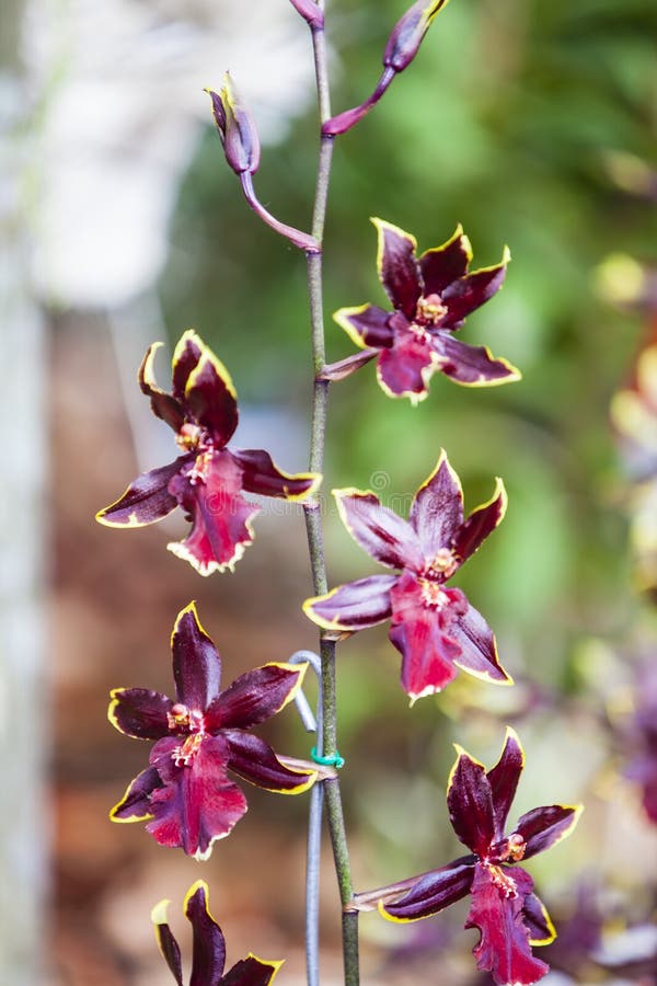 Close Up of One of the Beautiful Colombian Orchids Stock Photo - Image ...