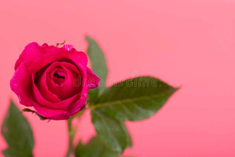 Close-up Pink Rose Flower on Pink Background Stock Photo - Image of ...