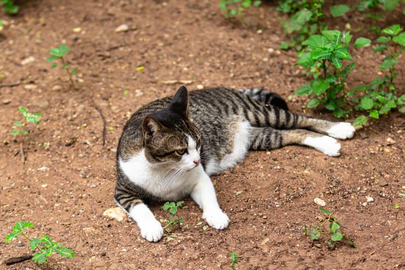 Close Up One Cat on the Floor Stock Image - Image of playful, meow ...