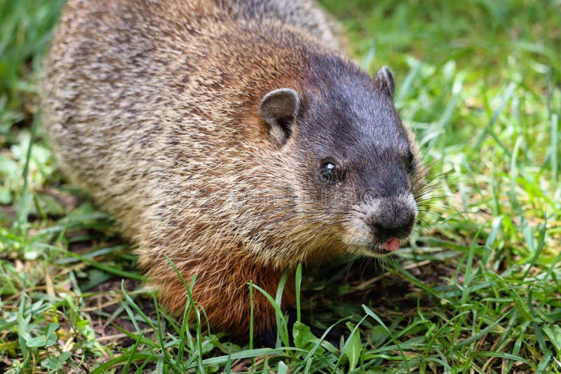 Close Up of One Curious Groundhog Stock Photo - Image of portrait ...