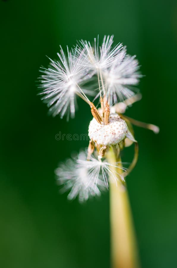 Close Up, One Dandelion Flower with White Seeds Stock Photo - Image of ...