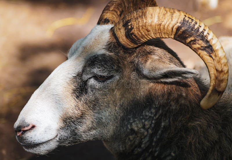 Close Up of One Goat during Day Stock Photo - Image of person, family ...
