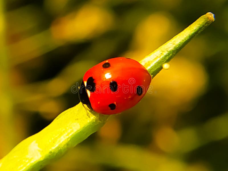 Close Up of One Ladybug on Green Mustard Pod Stock Photo - Image of ...