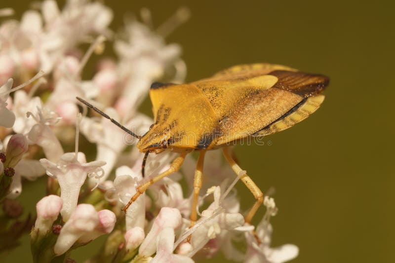 Close Up of One of the More Colorful but Rather Rare Shield Bugs ...