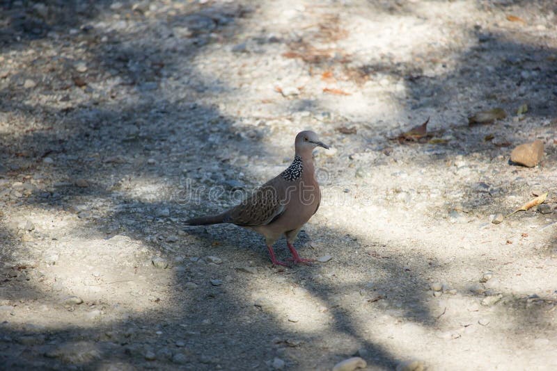 Close Up One Pigeon Sitting on Floor Stock Image - Image of background ...