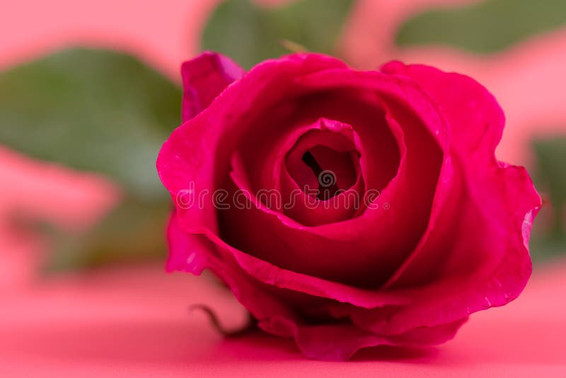 Close-up Pink Rose Flower on Pink Background Stock Image - Image of ...