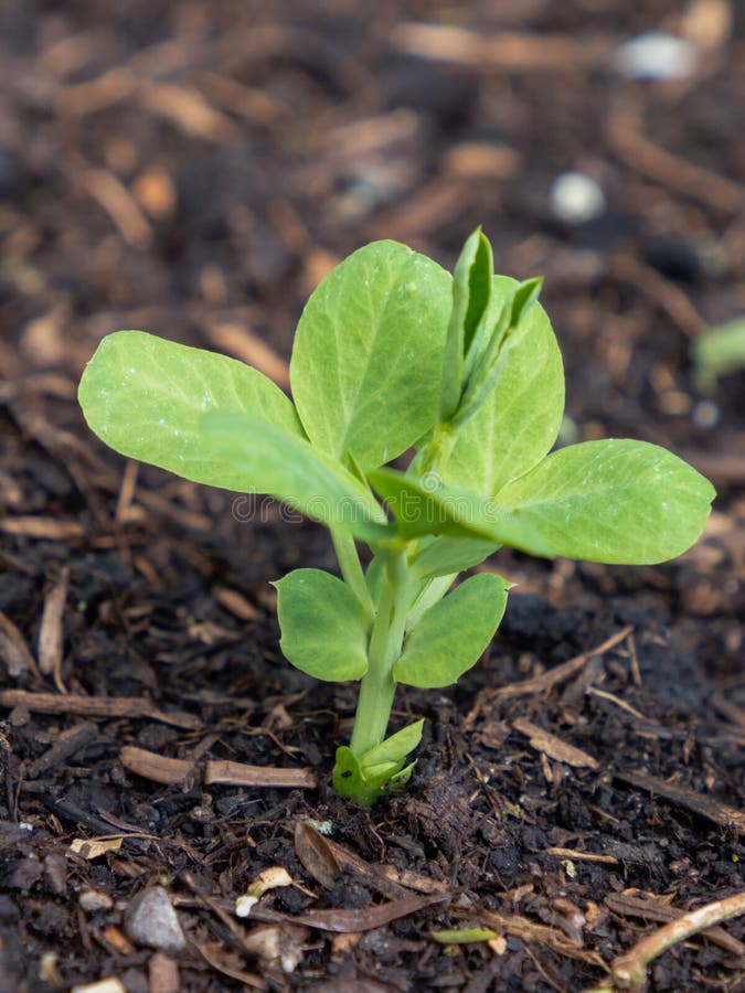 Close-up of One Sweat Pea Seedling in Soil Stock Photo - Image of ...