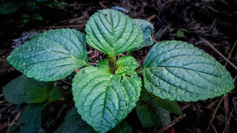 Close Up of One of the Types of Weeds Stock Photo - Image of botany ...