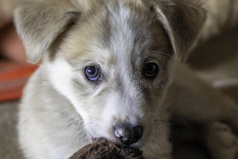 Close Up of One White Mastiff Puppy Looking at Camera Stock Photo ...