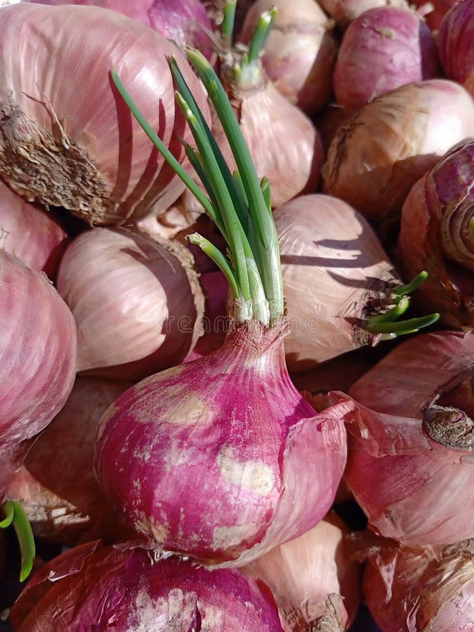 166 Onion Farming India Stock Photos - Free & Royalty-Free Stock Photos ...