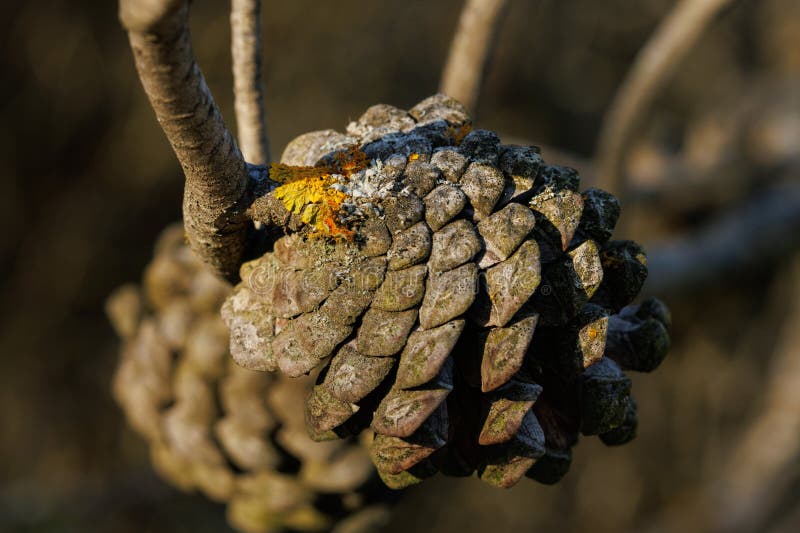 Close-up of an Open Cone on a Pine Tree in Sunrise Light Stock Photo ...